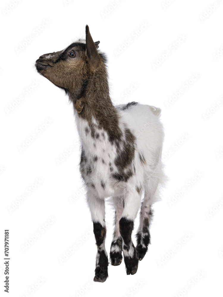 Cute white with brown Pygmy goat, standing facing front. Looking side ...