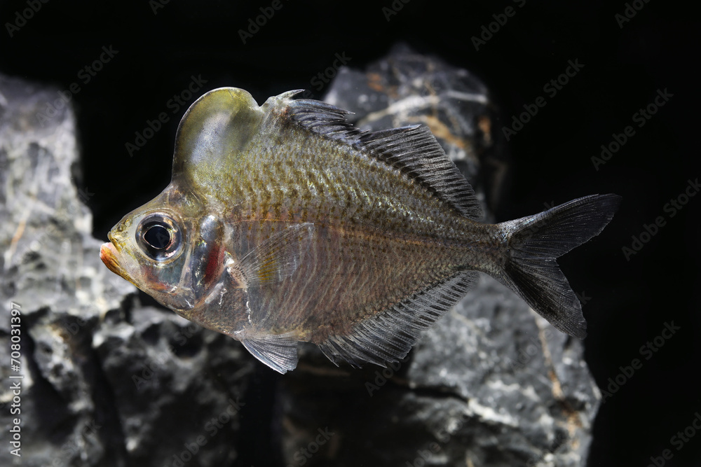 Humphead glassfish or perchlet (Parambassis pulcinella) popular ...