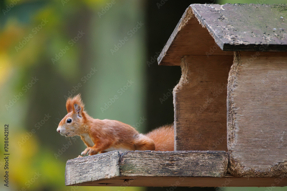 Cute young red squirrel in a natural park in warm morning light. Very ...