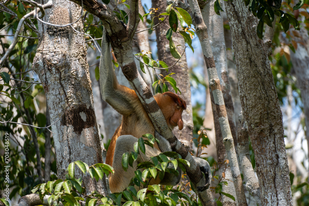 Proboscis Big nose monkey in the jungle of Borneo, Tanjung Puting ...