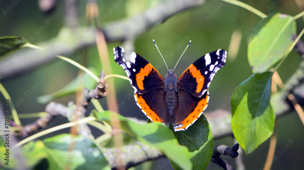 Butterfly Admiral. big beautiful butterfly on a green background top ...