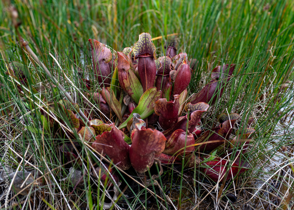Pitcher Plant in Gros Morne National Park, a Canadian national park and ...