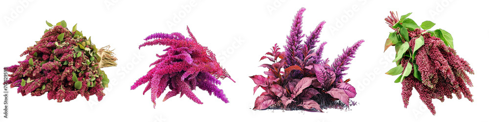 Amaranthus Flower Pile Of Heap Of Piled Up Together Hyperrealistic ...