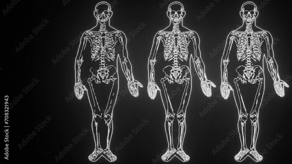 X ray, skeleton and digital scan for medical research, biology and life ...
