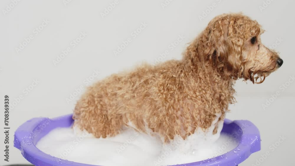 Vidéo Stock The dog sits in foamy water on a light background. A small ...