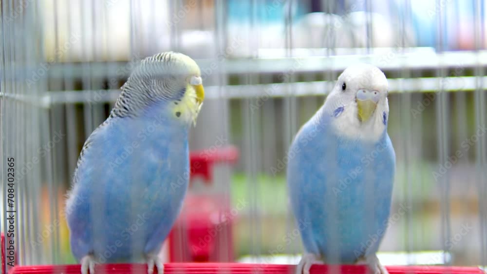 Vidéo Stock Two handsome parrots in a cage playfully peck each other ...