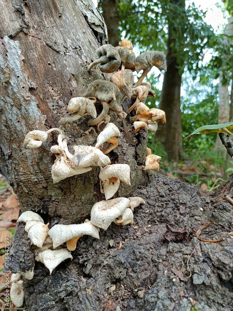 Auricularia cornea, also known as cloud ear, is a species of fungus in ...