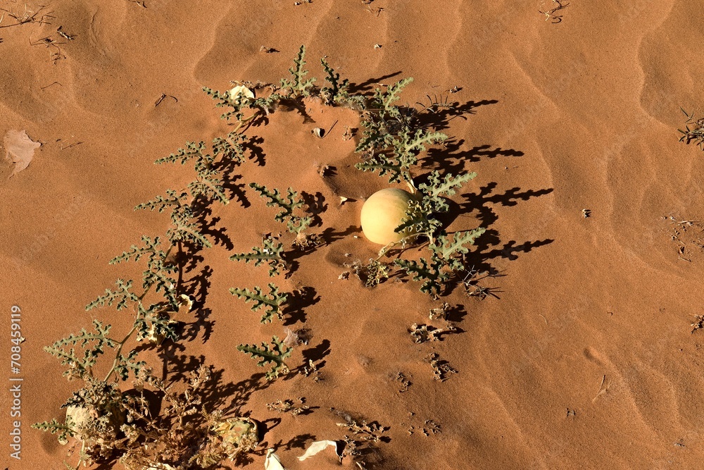 Colocynth plant (Citrullus colocynthis) in Tadrart Rouge rocky mountain ...