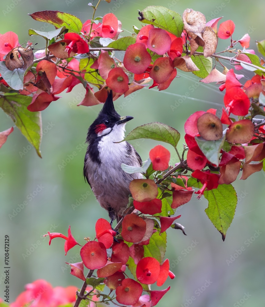 crested bulbul on flower.red-whiskered bulbul, or crested bulbul, is a ...
