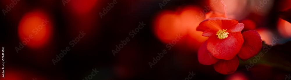 Nature of red flower in garden using as dark cover page background ...