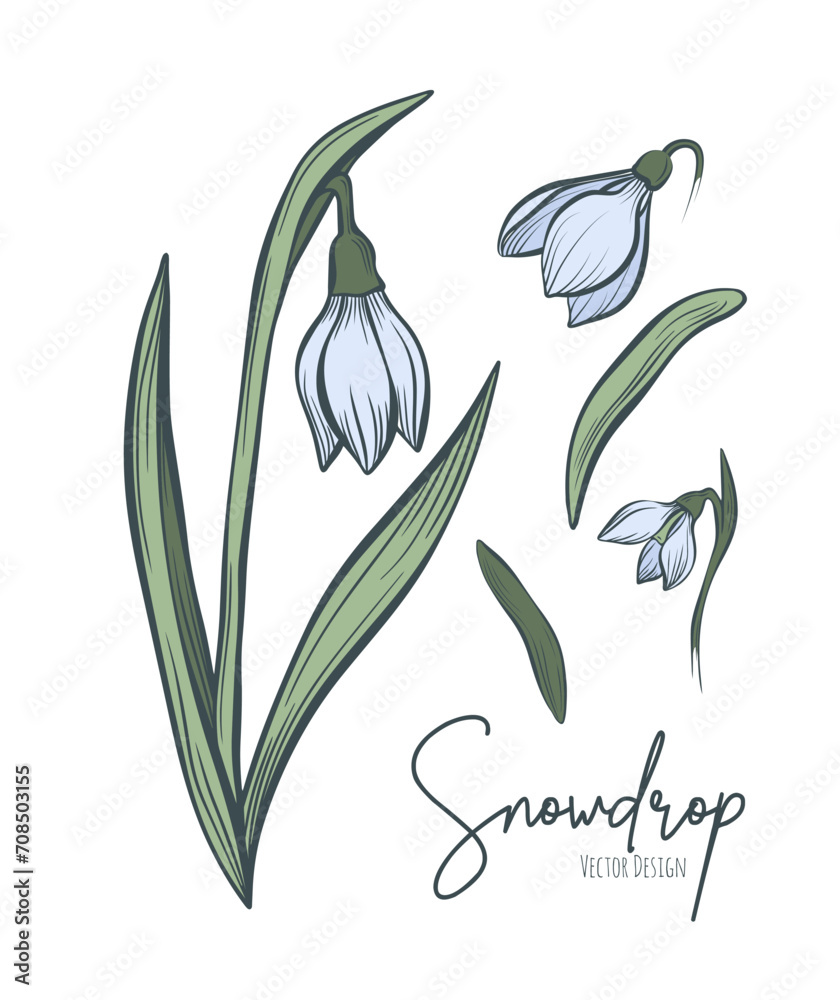 Line art set of snowdrop botanical illustration. Flower floral group or ...