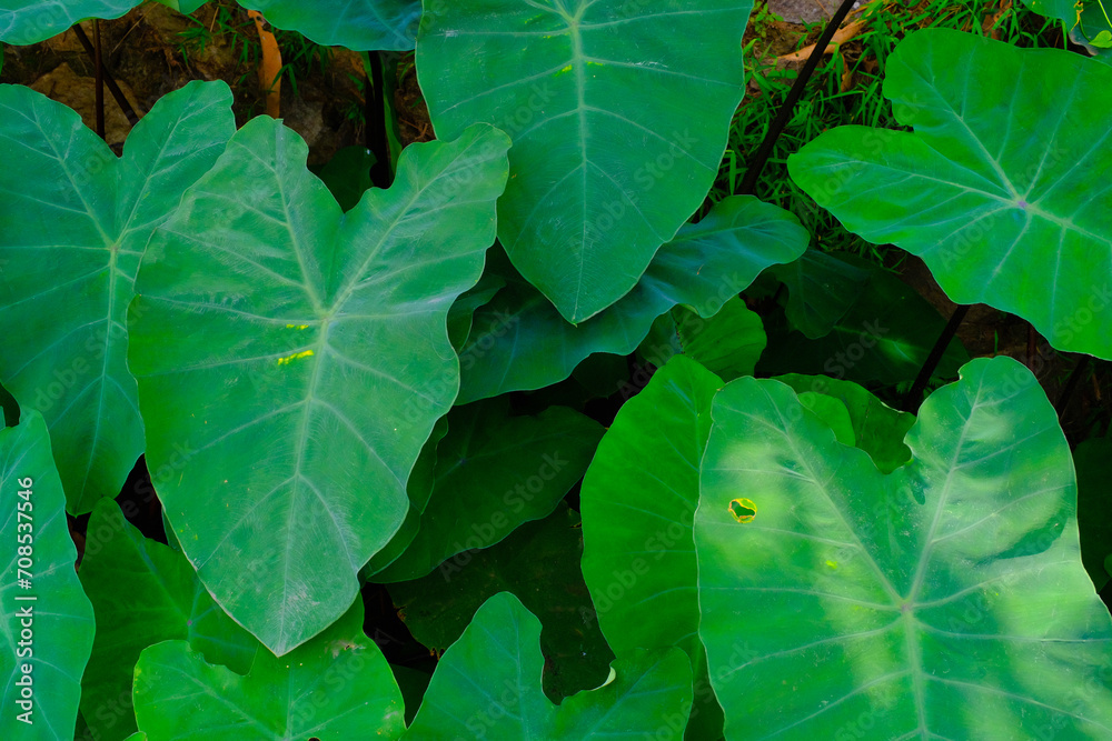 Background Photography. Textured Background. Background of broad-leaved ...
