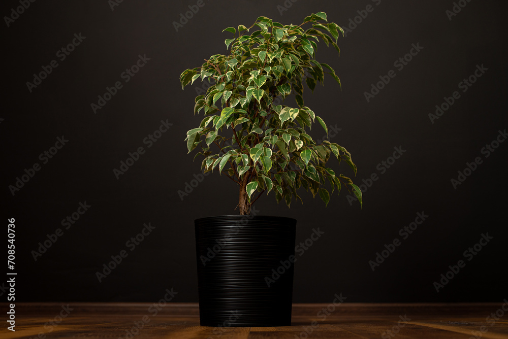 Beautiful lush houseplant Ficus benjamina, commonly known as weeping ...