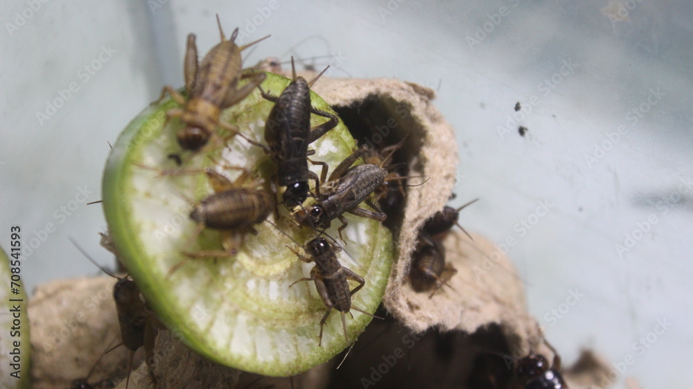 cicada insects or Gryllidae, feeding on the midribs of banana trees ...
