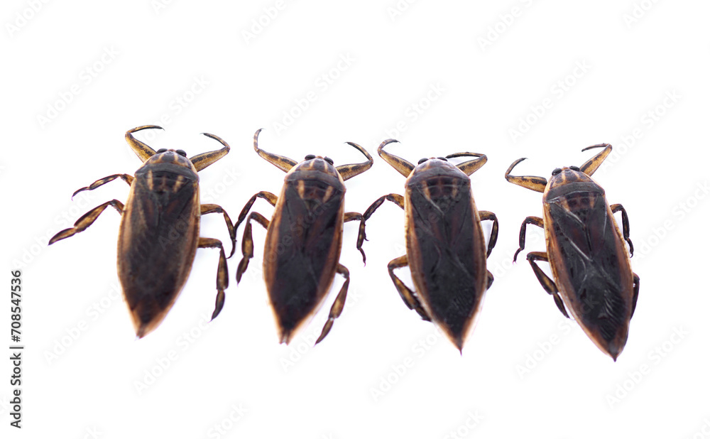 Four giant water bugs or pimps on white background. Pimp has a unique ...