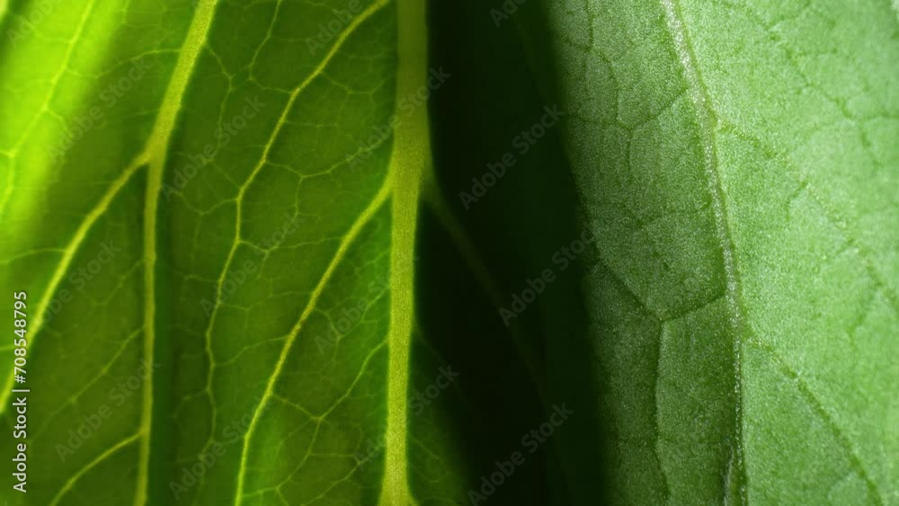 Close-up Marvel: Dive into the mesmerizing world of fresh green leaf ...
