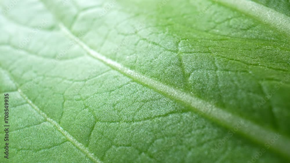 The mesmerizing world of green leafy vegetables (Bok choy leaves) in stunning macro footage ...