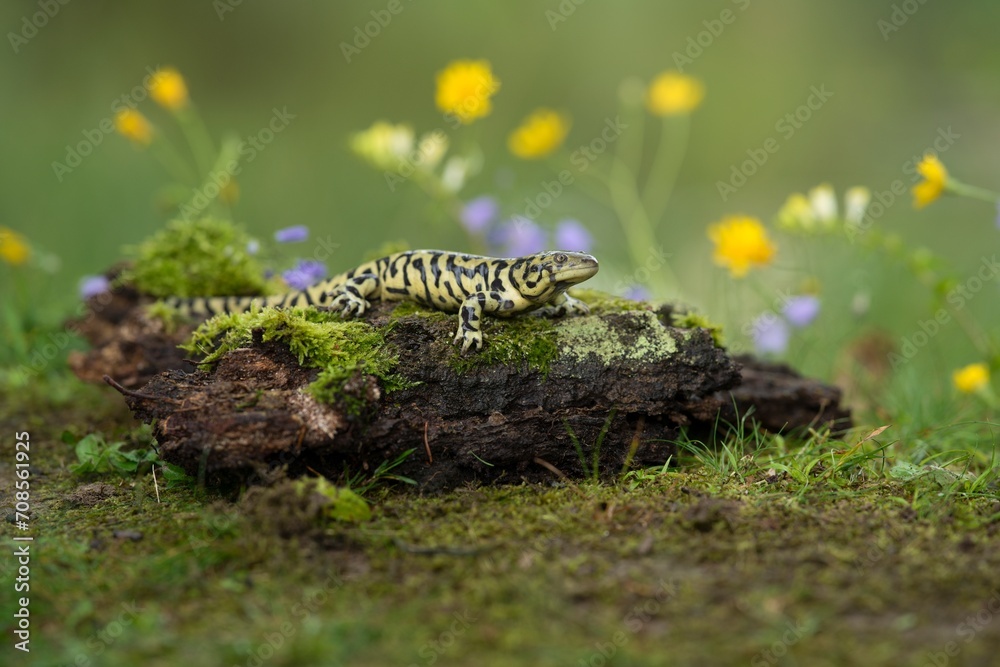 Ambystoma tigrinum, Tiger salamander, Axolotl tygrovaný, one of the ...