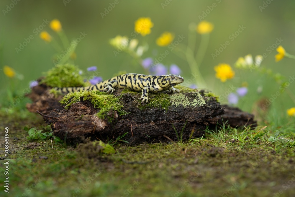 Ambystoma tigrinum, Tiger salamander, Axolotl tygrovaný, one of the ...