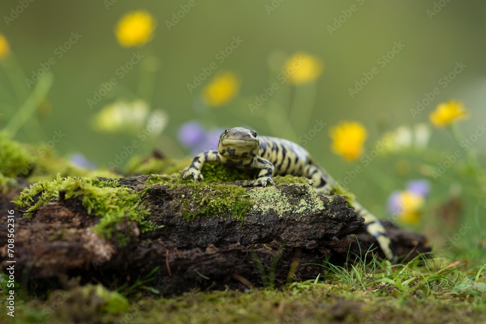 Ambystoma tigrinum, Tiger salamander, Axolotl tygrovaný, one of the ...