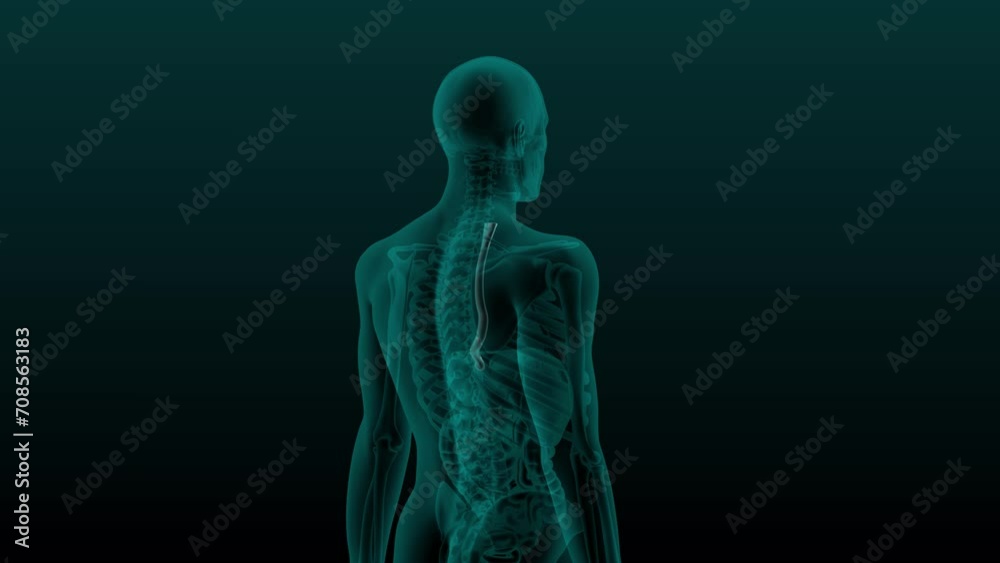 X-ray scan of the human digestive system. Anatomically accurate 3d ...