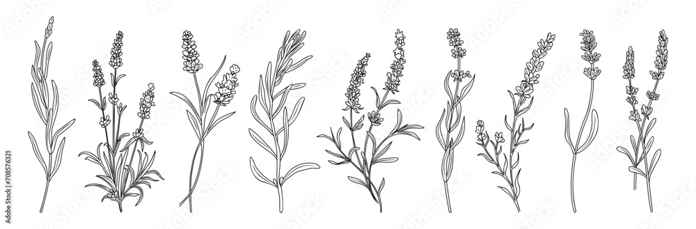 Lavender flower line art drawing. Hand drawn black ink sketch. Modern ...