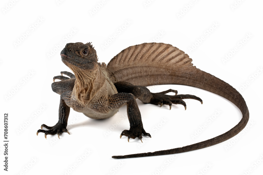 Foto de The Indonesian Giant Sailfin Dragon (Hydrosaurus microlophus ...