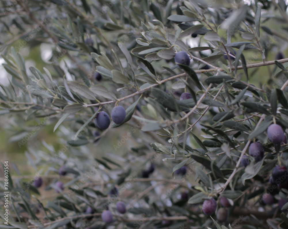 Macro shot of olive trees in garden of village house where organic ...