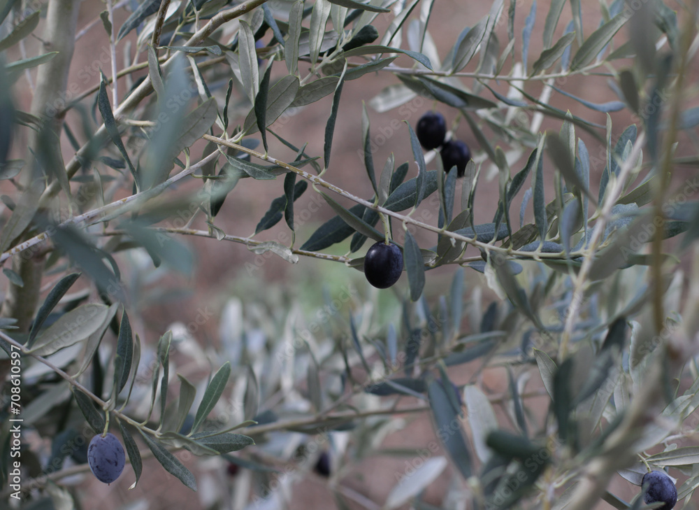 Macro shot of olive trees in garden of village house where organic ...