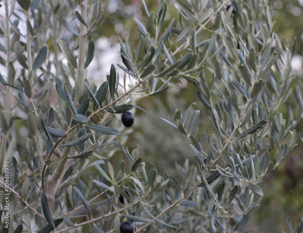 Macro shot of olive trees in garden of village house where organic ...
