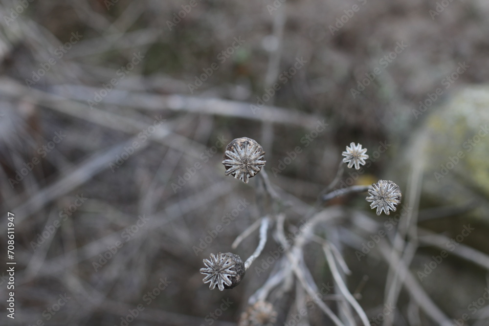 Macro shot of poppy seed plant in garden of village house where organic ...