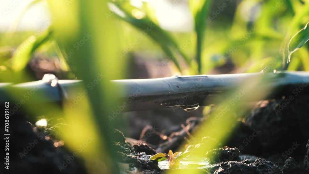 slow motion water drips into soil from drip tape, agriculture drip ...