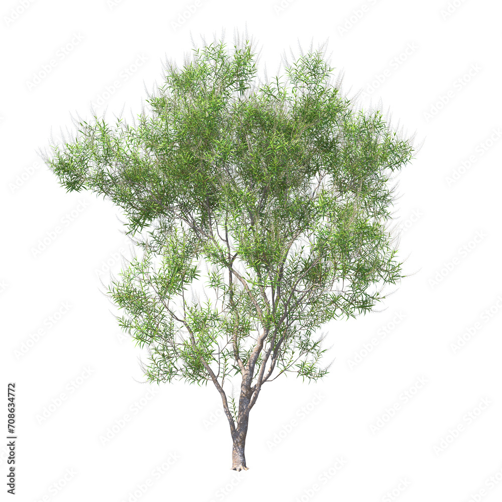Hebe parviflora, NARROW LEAFED HEBE, bushes, shrubs, evergreen, small ...
