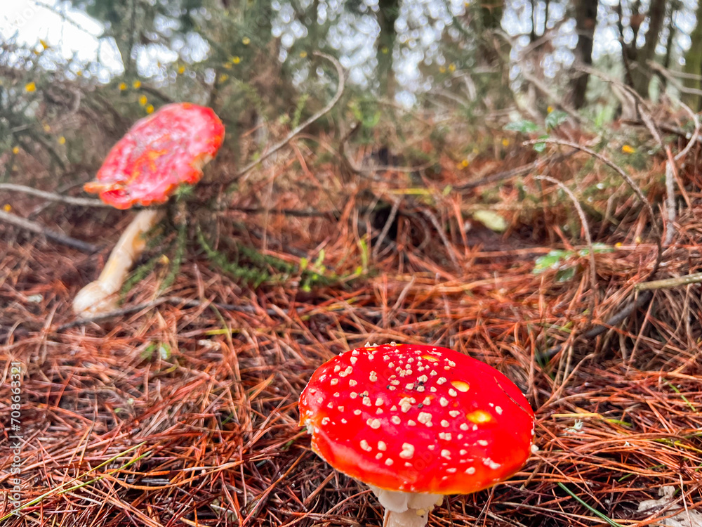Hongos rojos alucinógenos con manchas blancas saliendo del pasto seco ...