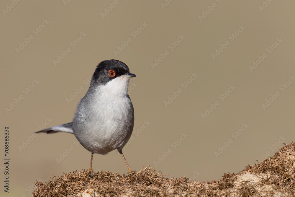 Typical Mediterranean bird, Sardinian warbler, Curruca melanocephala ...