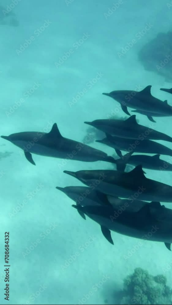 Vertical video, Group of dolphins with babies swimming over sand seabed ...