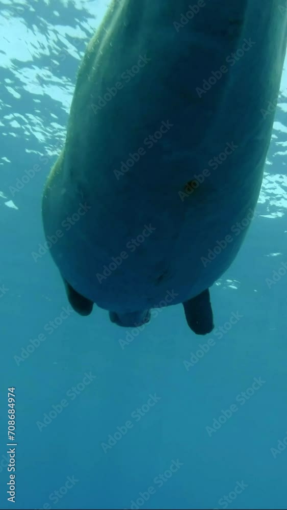 Vertical video, Bottom view oSea cow swim and sleeps in blue water ...