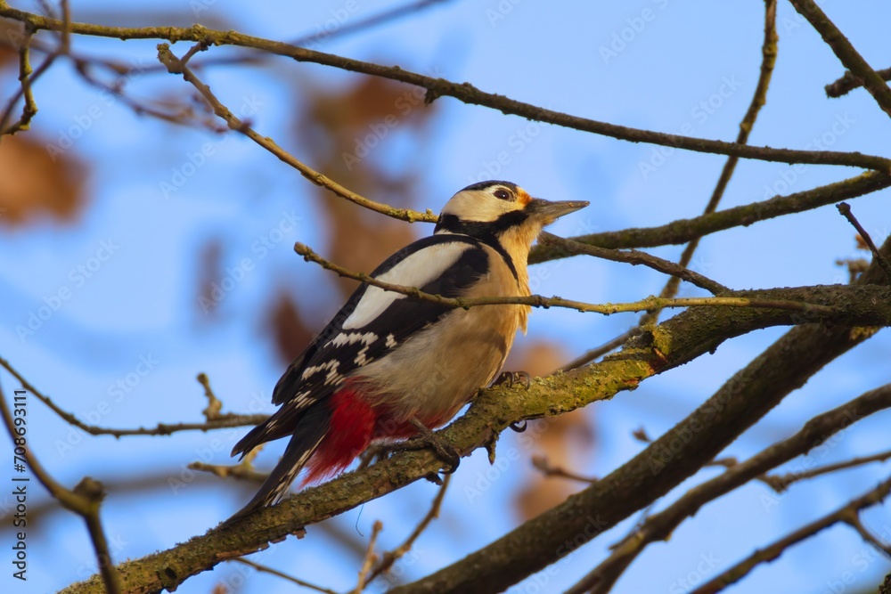 Buntspecht genießt die Winterabend Sonne auf einem Ast in der Baumkrone ...