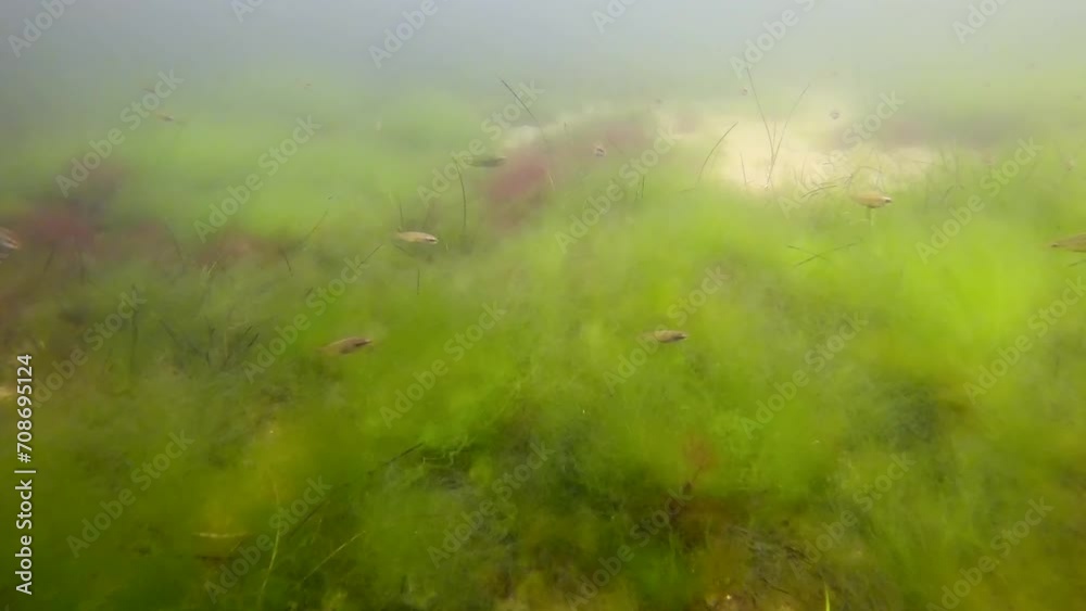 Seagrass bed covered with Dwarf Eelgrass (Zostera noltii), Red Hornweed ...