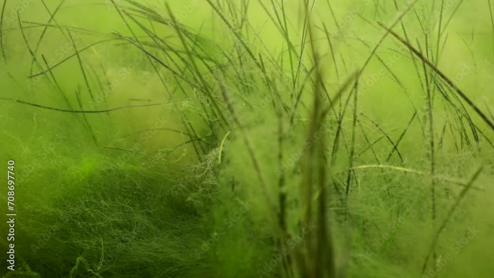 Vidéo Stock Close up of bottom covered with thick layer of fluffy Green ...