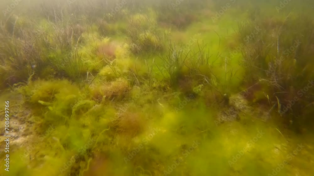 Green algae (Cladophora sp), Green bait weed (Ulva intestinalis), Red ...