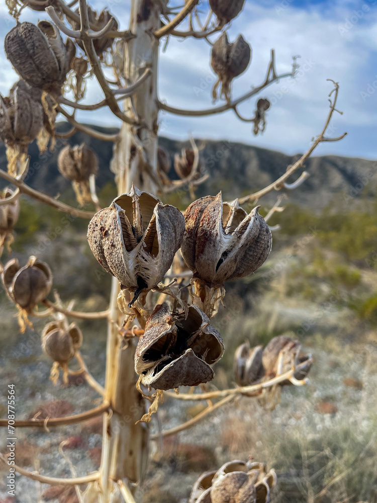 Yucca Blossoms that have turned to seed pods in the california Desert ...
