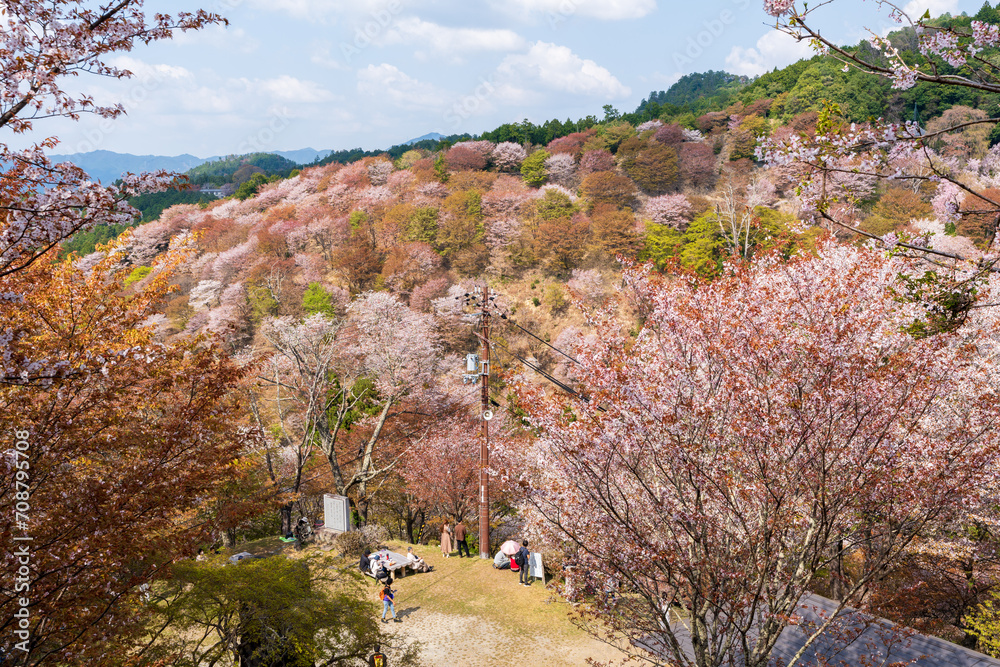 Nara, Japan - April 4, 2023 : People enjoying the cherry blossoms in ...