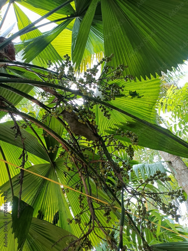 Licuala grandis, the ruffled fan palm, Vanuatu fan palm or Palas palm ...