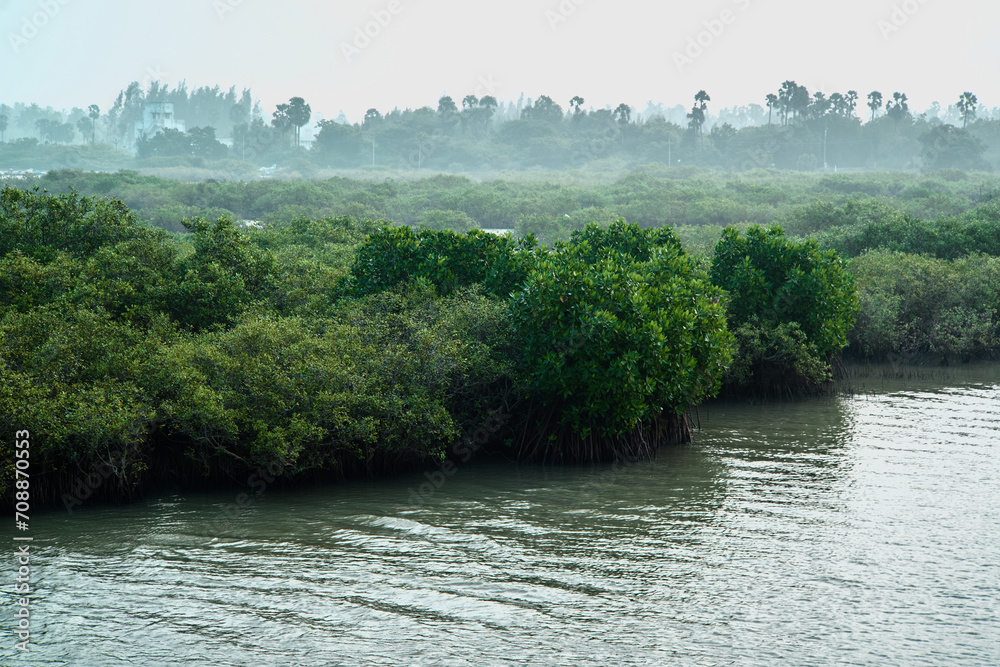 Mangrove forests, also called mangrove swamps, mangrove thickets or ...