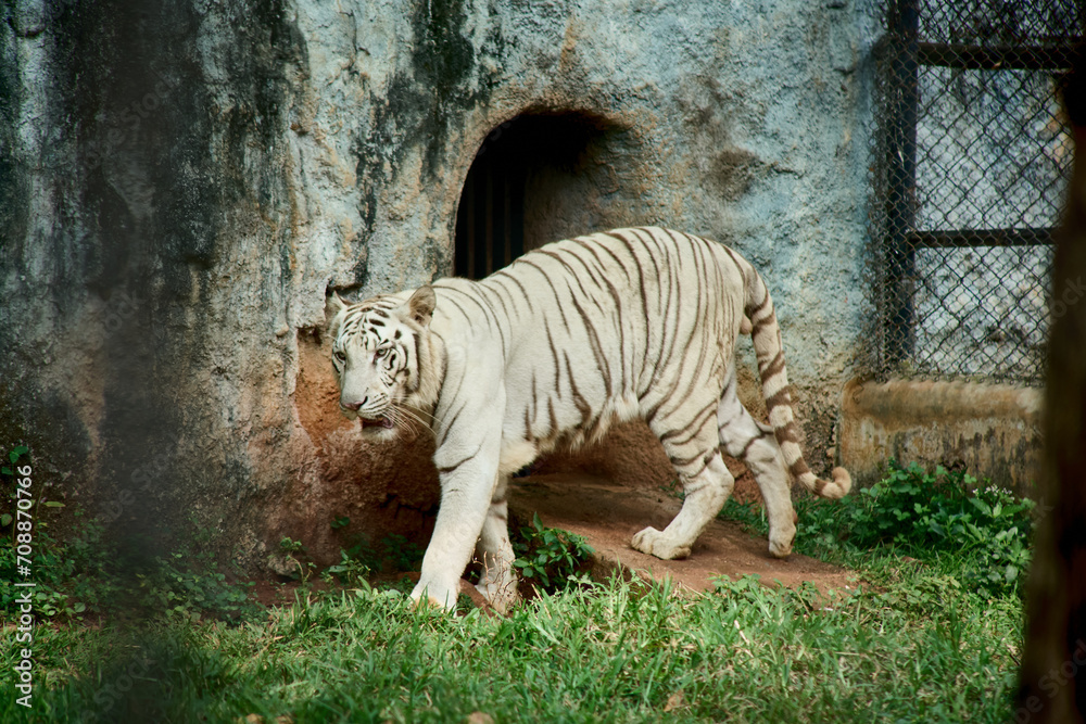 White tiger or bleached tiger is a leucitic pigmentation variant of the ...