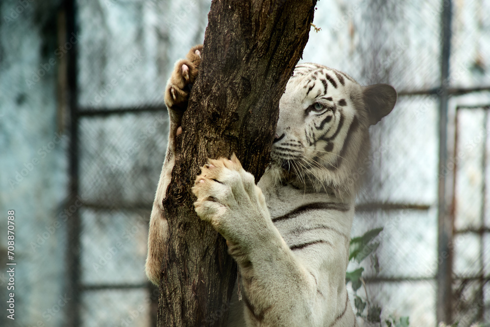 White tiger or bleached tiger is a leucitic pigmentation variant of the ...