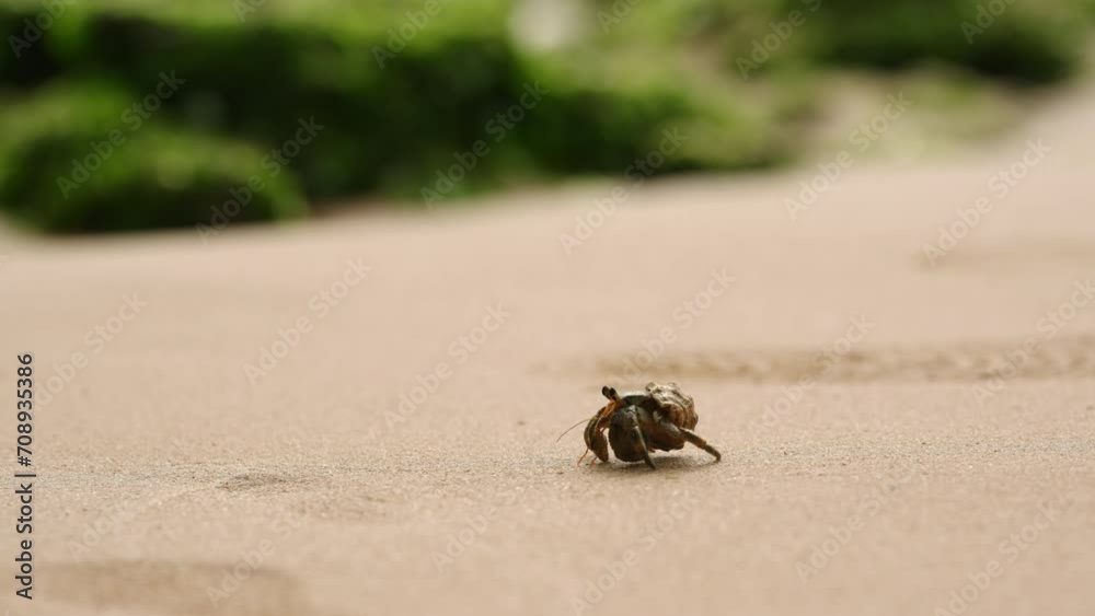Hermit crab scuttles across sandy beach habitat, shell home on back ...