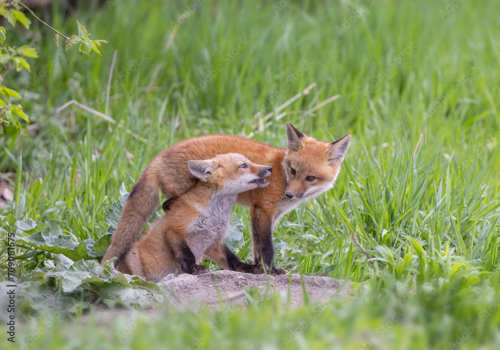 Red fox kits (Vulpes vulpes) sitting by its den deep in the forest in early spring in Canada ...