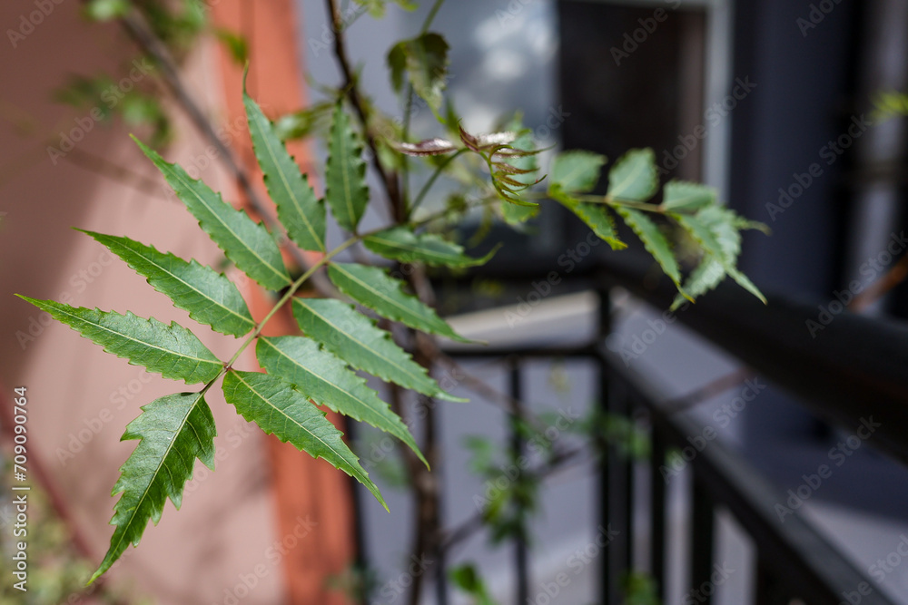 Neem leaves on neem plant used as ayurvedic medicine on neem tree ...